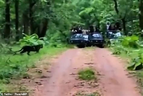 Extremely Rare Black Leopard Dubbed Bagheera With Darkened Fur Is
