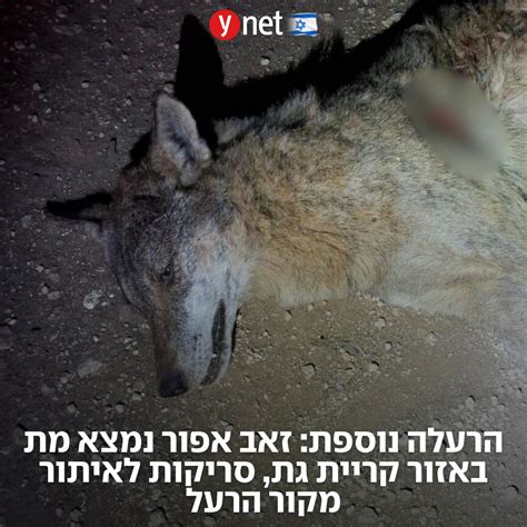 Ynet ‎רס”ר במיל יואב צבעוני לוחם שנפצע אנוש בעזה אמר בוועידת מחברים את השברים” של Ynet ו
