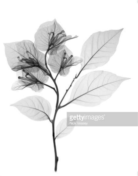 Small Tattoos Leafy Plant Design