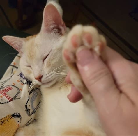 Grooming 101 Community Sourced Tips For Your Beloved Feline Kittyspout