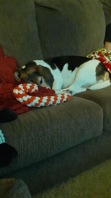 My Beagle Looks Like Zero R A