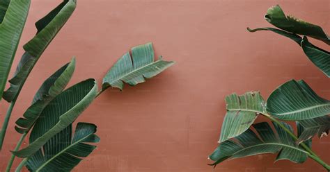 옆에 녹색 식물이 잔뜩 있는 붉은 벽 사진 Unsplash의 부활절 교회 이미지