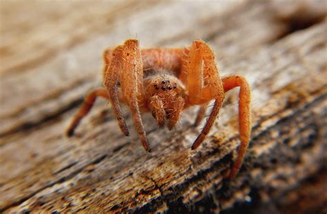 Spider Web Silk Trap Predator Free Image From