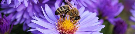 Simple Ways To Attract Bees Flower Power