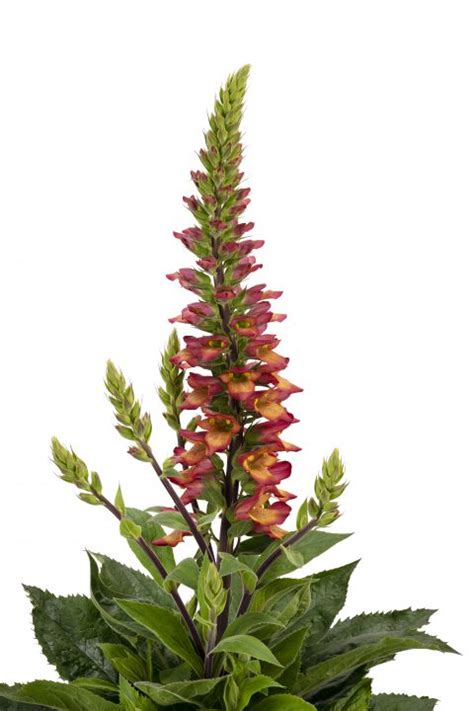 Digitalis Illumination Flame 005 Planthaven International