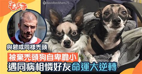 【碧咸禿頭】狗狗秃頭被嫌太醜遭遺棄 直到遇上牠命運大逆轉