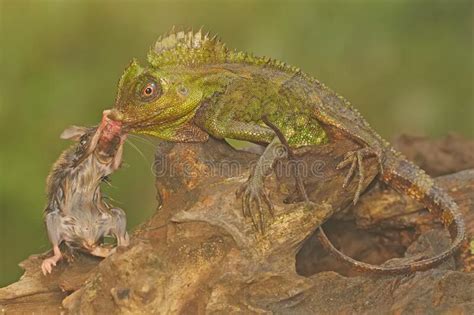 A Forest Dragon Is Preying On A Centipede Scolopendra Morsitans On A