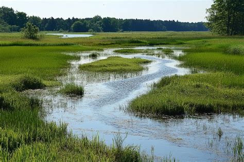 Investigating The Fragmentation Of Wetland Habitat Generative Ai Premium Ai Generated Image