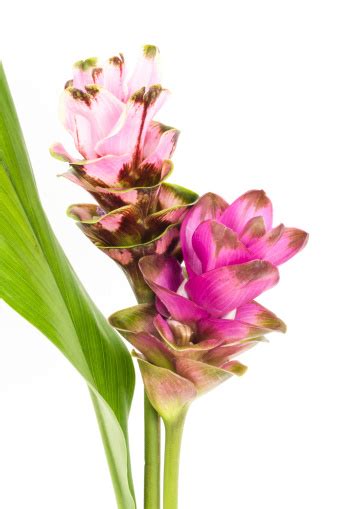 Siam 튤립 또는 Turmeric 아이리스입니다 태국 0명에 대한 스톡 사진 및 기타 이미지 0명 꽃 꽃의 구조 꽃잎