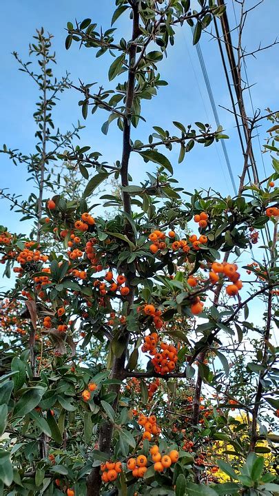 Orange Autumn Berries Free Photo On Pixabay Pixabay