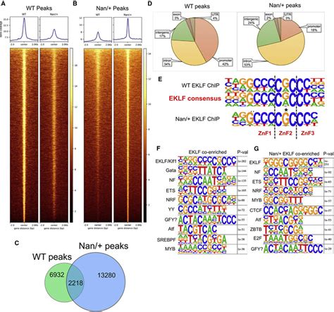 the eklf klf1 nan mutation alters eklf dna binding in e13 5 mouse fl a
