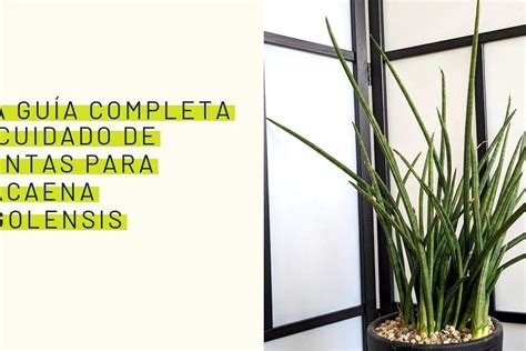 Guía completa para solucionar el problema de las hojas caídas en la
