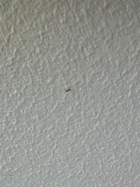 What Are These Tiny Crawly Bugs Rwhatisthisbug