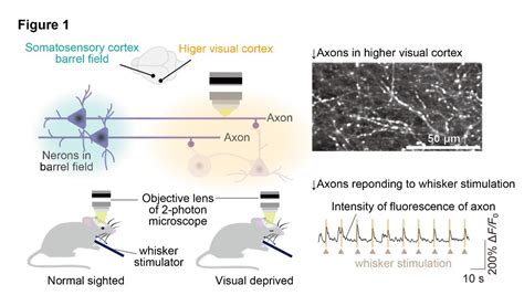 Somatosensory Cortex Mouse