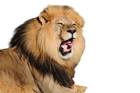 Addo Elephant National Park PNG Transparent Images Free Download Vector Files Pngtree