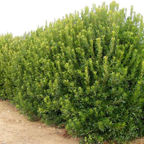 Arbutus Unedo Arbousier Arbre Aux Fraises Arbouse Rouge Haies