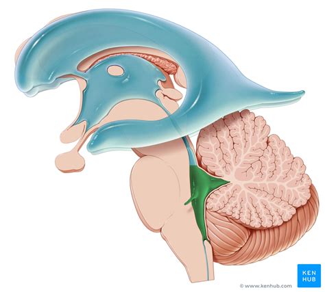 Cuarto Ventriculo Diagram Quizlet