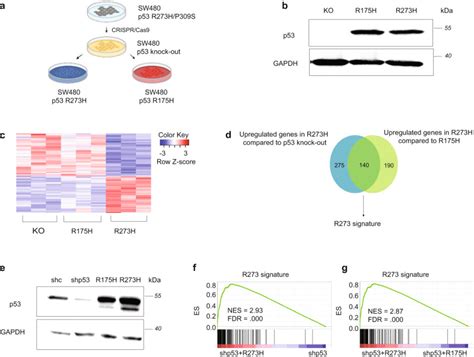 Different Hotspot P53 Mutants Exert Distinct Phenotypes And Predict Outcome Of Colorectal Cancer