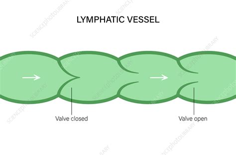 Lymphatic Vessel Conceptual Illustration Stock Image F0373559 Science Photo Library