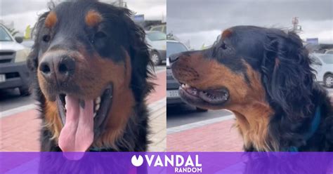 El Perro Bear Una Mezcla De Golden Retriever Y Rottweiler Conquista TikTok Y Enamora Al Mundo