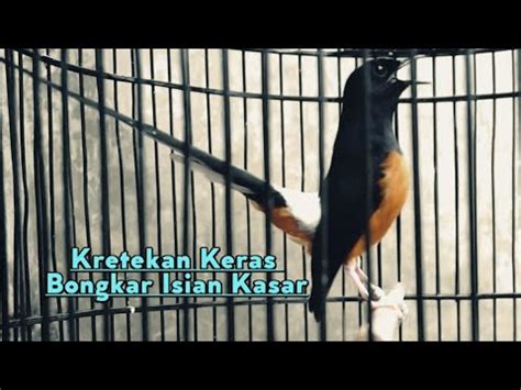 KRETEKAN MURAI BATU FIGHTER BONGKAR ISIAN KASAR AUTO NGAMUK YouTube