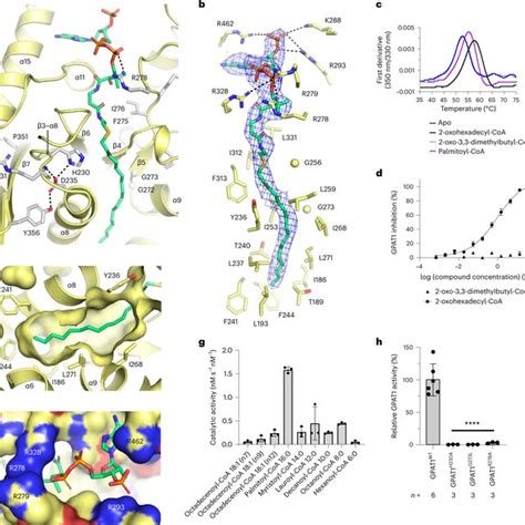 Architecture Of Human Gpat1 A Cryo Em Structure Of Human Gpat1 B C Download Scientific