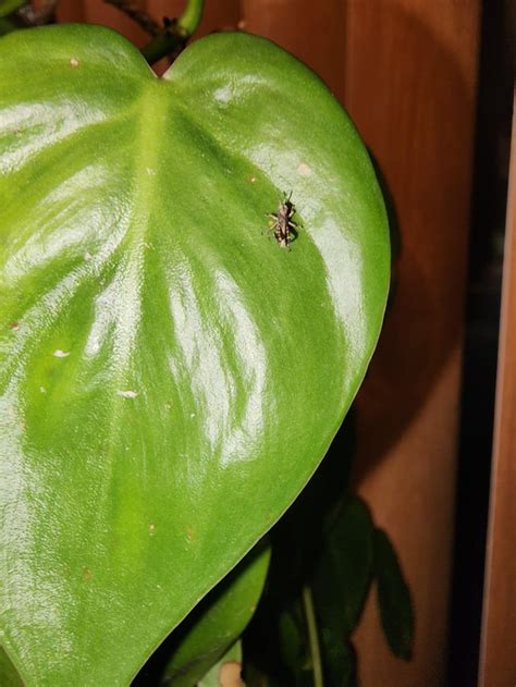 Tiny Black Grasshoppers In My Philodendron Help Rplantclinic