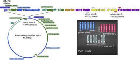 Figure 4 From A Novel Conjugative Transposon Carrying An Autonomously