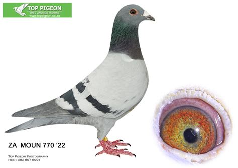 Lot 15 Ferdie Lubbe Za 22 Moun 770 Bb Sanpo Gold Medal Genetics