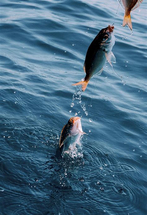 Angler 1080p 2k 4k 5k Hd Wallpapers Free Download Wallpaper Flare
