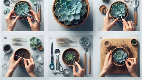 How To Propagate Succulents Successfully Green Haven Scape