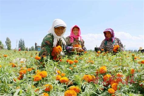 切實提高農民收入思考 每日頭條