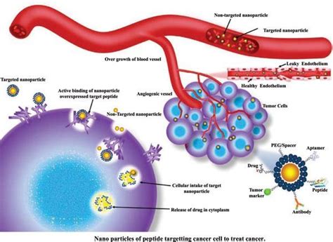 Peptide Drug Conjugates Market Prospects For Long Term Value