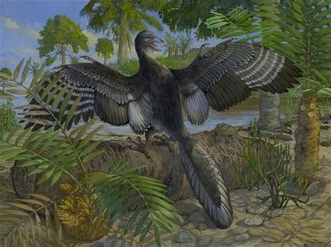 Incredible Detail Archaeopteryx Fossil Discovered Wordlesstech