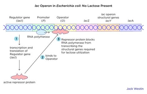 Operon Concept Jacob Monod Model Control Of Gene Expression In