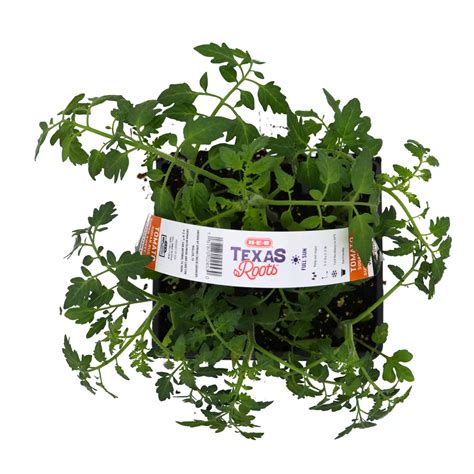 H E B Texas Roots Sugar Rush And Super Sweet 100 Tomato Plant Shop