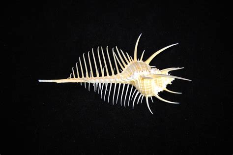 3 To 4 Venus Comb Murex Shell Natural Sea Life By Evasfeathers