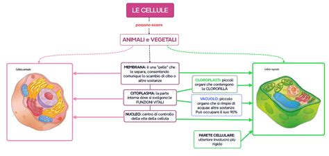 Schema Della Cellula Vegetale 5a Elementare Laboratorio Esperienziale