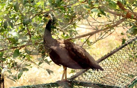 Indian Peacock In The Midst Of Green Tree Leaves Stock Image Image Of