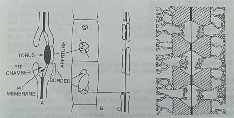 Primary Pit Fields Pits And Types Of Pits Digieduco