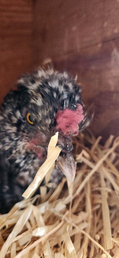Favus Diagnosis And Treatment Backyard Chickens Learn How To Raise