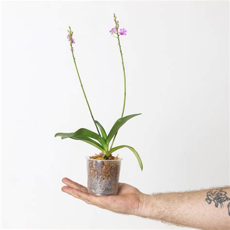 Doritis Pulcherrima Alba X Deliciosa Plants