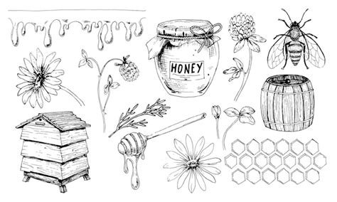 Premium Vector Honey Vector Set Drawing Of Jar And Honeybee Sketch