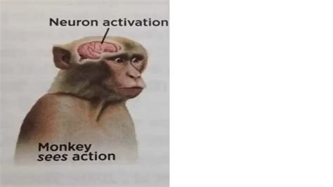 Monkey Neuron Activation Meme Template