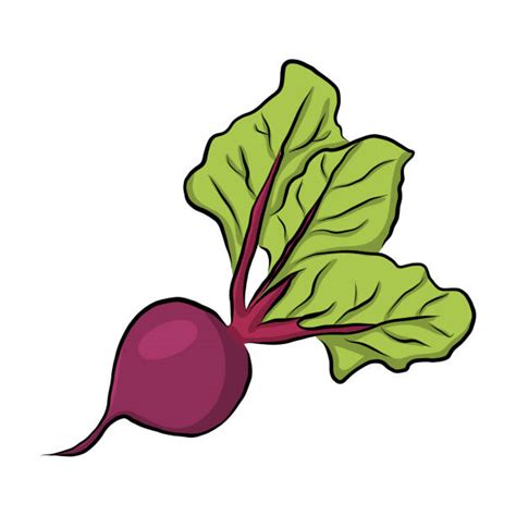 Beetroot Illustrations Royalty Free Vector Graphics And Clip Art Istock