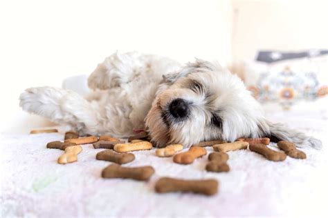 Can Dogs Eat Human Crackers