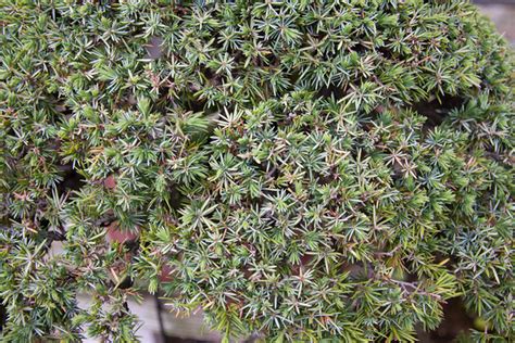 Needle Juniper Foliage Bonsai Tonight