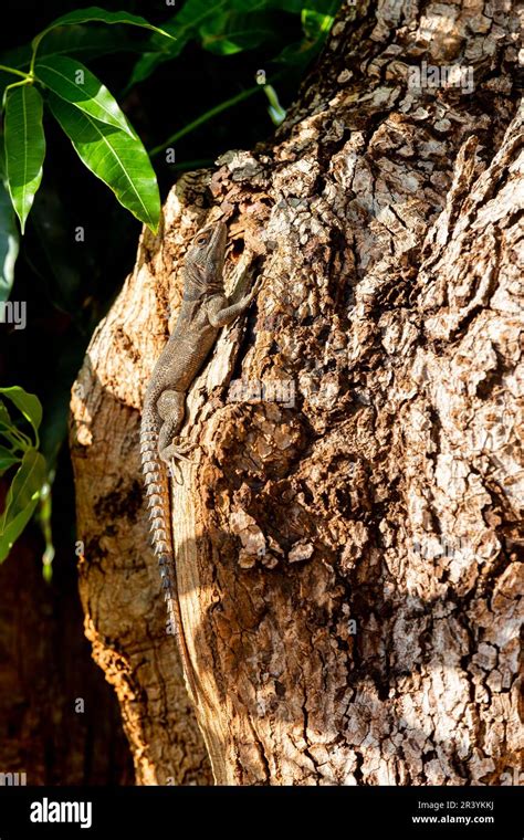 Cuviers Madagascar Swift Oplurus Cuvieri Tsingy De Bemaraha