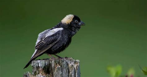 Bobolink Bird Behavior Animalbehaviorcorner