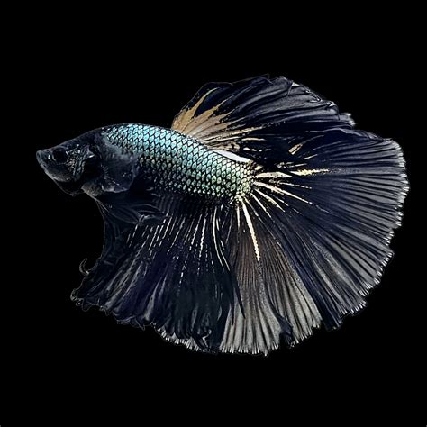 Black Dragon Plakat Male Betta Male Betta Tropicflow